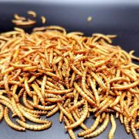 China Dried Mealworms Bulk 5Kg 10Kg High Protein Pet Food for Chickens Birds Hamsters for sale