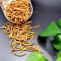 China Tenebrio Molitor Dry Mealworms For Chickens Pets Feed High Protein for sale