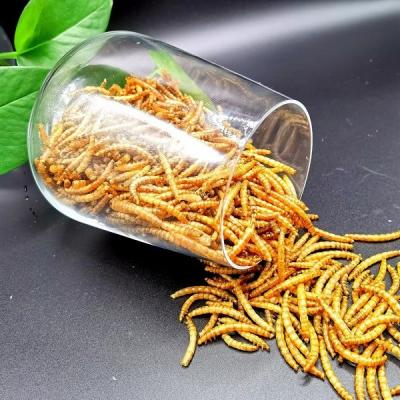 China Microwave Dried Yellow Mealworms Larvae 5kg 10kg Bulk for Pet Food for sale