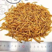 China Dried Tenebrio Molitor Mealworms 52% Protein Bulk Pet Bird Chicken Feed for sale