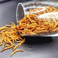 China Dried Tenebrio Molitor Mealworms 52% Protein Bulk Pet Bird Chicken Feed for sale