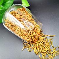 China Bulk Dried Tenebrio Molitor Mealworms 52% Protein Microwave Dried Bird Food Larvae for sale