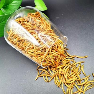 China Bulk Dried Tenebrio Molitor Mealworms 52% Protein Microwave Dried Bird Food Larvae for sale