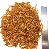 China Bulk Dried Tenebrio Molitor Mealworms 52% Protein Microwave Dried Bird Food Larvae for sale