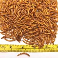 China Bulk Dried Mealworms 52% Protein Pet Food for Chickens Ducks Birds Fish Hamster for sale