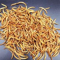 China Bulk Dried Mealworms 52% Protein Pet Food for Chickens Ducks Birds Fish Hamster for sale
