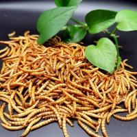 China Dried Yellow Mealworms 52% Protein High Fat Feed for Birds Chickens Fish Hamsters for sale