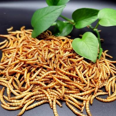 China Dried Yellow Mealworms 52% Protein High Fat Feed for Birds Chickens Fish Hamsters for sale