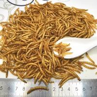 China Insect Dried Yellow Mealworms For Turtles Leopard Gecko Sugar Gliders Koi Fish for sale