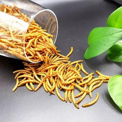 China Insect Dried Yellow Mealworms For Turtles Leopard Gecko Sugar Gliders Koi Fish for sale