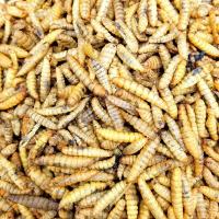 China High Protein Dried Black Soldier Fly Larvae Bulk 40% Protein Feed for Fish Bird Pets for sale