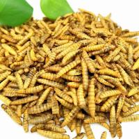China High Protein Dried Black Soldier Fly Larvae Grubs 40% Protein Microwave Processed for Pets Food for sale
