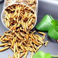 China High Protein Dried Black Soldier Fly Larvae Grubs 40% Protein Microwave Processed for Pets Food for sale