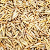 China Dried Black Soldier Fly Larvae 40% Protein 0.9-2.1% Calcium Bulk Feed for Chicken Fish Hamster for sale