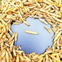 China Dried Black Soldier Fly Larvae 40% Protein 15% Fat for Chickens Birds Pet Fish for sale