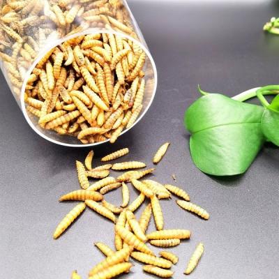 China Dried Black Soldier Fly Larvae Bulk 5kg 10kg Reptile Feed High Protein 40% for sale