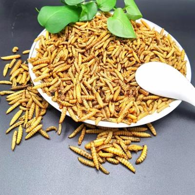 China Dried Black Soldier Fly Larvae Pet Food 40% Protein 15% Fat OEM Packaging for sale