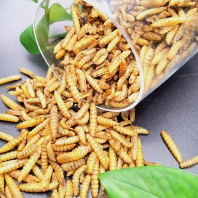 China Dried Black Soldier Fly Larvae 40% Protein High Energy Feed for Fish Birds Pets for sale