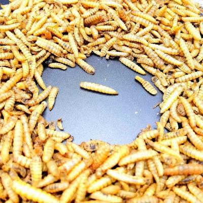 China Dried Black Soldier Fly Larvae 40% Protein High Energy Feed for Fish Birds Pets for sale