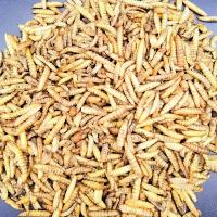 China Dried Black Soldier Fly Larvae 40% Protein Pet Feed for Fish Birds Chickens for sale