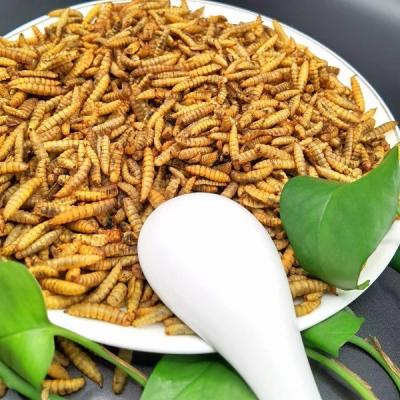 China Natural Dried BSF Maggot Protein / Black Soldier Fly Larvae Fish Feed for sale
