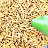 China Dried Black Soldier Fly Larvae 40% Protein for Turtle Lizard Fish Bird Food for sale