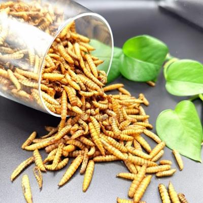 China Dried Black Soldier Fly Larvae 40% Protein High Calcium Feed for Pets Reptiles Birds Fish for sale