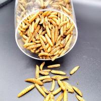 China Insectivore Pets BSF Dried Soldier Fly Larvae Feed 40% Protein Bulk for sale