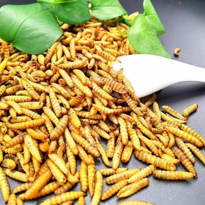 China Insectivore Pets BSF Dried Soldier Fly Larvae Feed 40% Protein Bulk for sale