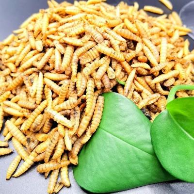 China Dried Black Soldier Fly Larvae Pet Food 40% Protein 15% Fat for Birds Reptiles Poultry Fish for sale