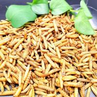 China Dried Black Soldier Fly Pupa Larvae 40% Protein 13% Fat for Chicken Fish Bird Feed for sale