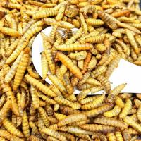 China Dried Black Soldier Fly Larvae 40% Protein High Fat Feed for Bird Fish Poultry Insectivorous Animals for sale