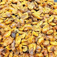 China High Protein Silkworm Pupae Meal 70% Crude Protein Dried Feed for Koi Turtles Birds Hedgehogs Lizard Frogs for sale