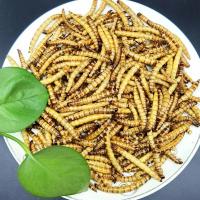 China Dried Super Giant Mealworms 48% Protein Pet Food for Birds Lizards Mammals for sale