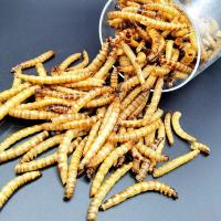 China Dried Super Giant Mealworms 48% Protein Pet Food for Birds Lizards Mammals for sale
