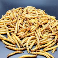 China Microwave Dried Super Giant Mealworms 48% Protein Pet Poultry Feed 5kg Bag for sale