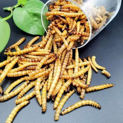 China Dried Super Giant Mealworms 48% Protein Animal Food for Birds Lizards Reptiles for sale
