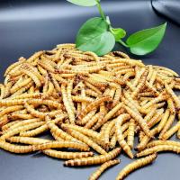 China Dried Super Giant Mealworms High Protein 48 Pet Food for Small Animals 5kg for sale
