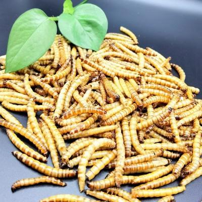 China Dried Super Giant Mealworms Pet Food 48% Protein for Reptiles Birds Hamsters for sale