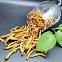China Wholesale Dried Zophobas Morio Superworms 48% Protein for Reptiles Birds Poultry Lizards Food for sale