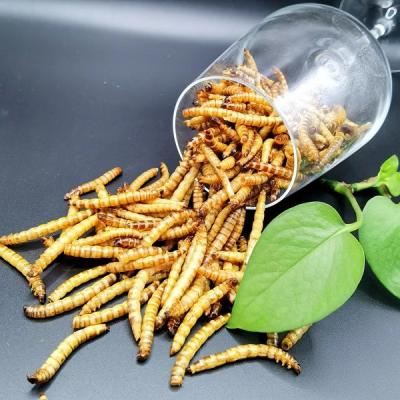 China Wholesale Dried Zophobas Morio Superworms 48% Protein for Reptiles Birds Poultry Lizards Food for sale