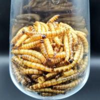 China Wholesale Dried Zophobas Morio Superworms 48% Protein for Reptiles Birds Poultry Lizards Food for sale