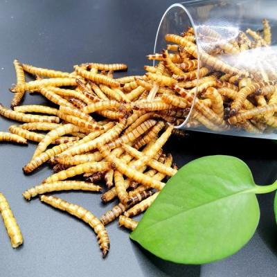 China Dried Giant Super Worm Larvae 48% Protein Bird Poultry Reptile Fish Food for sale