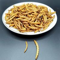 China Dried Giant Super Worm Larvae 48% Protein Bird Poultry Reptile Fish Food for sale