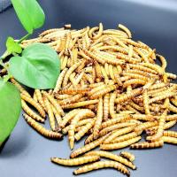 China Dried Morio Worms Feed Grade High Protein 48% Superworms for Birds Poultry Reptiles for sale