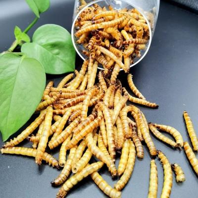 China Dried Morio Worms Feed Grade High Protein 48% Superworms for Birds Poultry Reptiles for sale