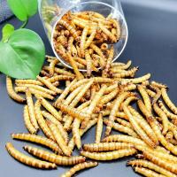 China Dried King Mealworms 48% Protein Pet Food for Reptiles Amphibians Small Mammals 5kg for sale