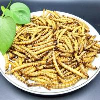 China Dried King Mealworms 48% Protein Pet Food for Reptiles Amphibians Small Mammals 5kg for sale