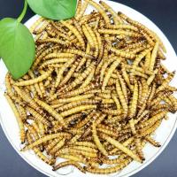 China Dried Super Giant Mealworms Zophobas Morio King Mealworms 48% Protein Pet Food for sale