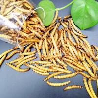 China Dried Zophobas Morio Super Giant Mealworms 48% Protein for Small Pet Animal Food for sale